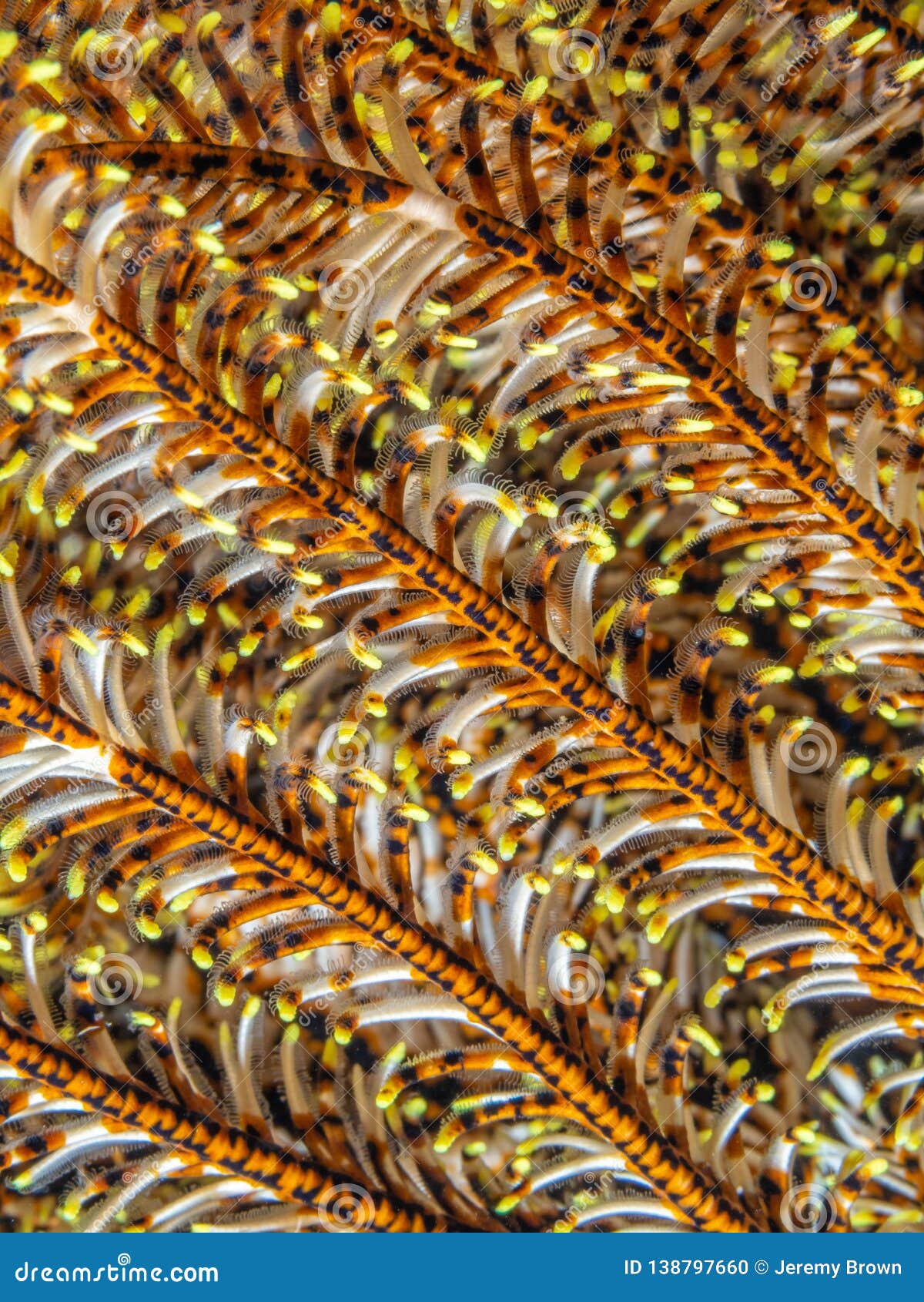 Macro Marine Life On The Reefs Of The Dutch Caribbean Island Of Sint ...