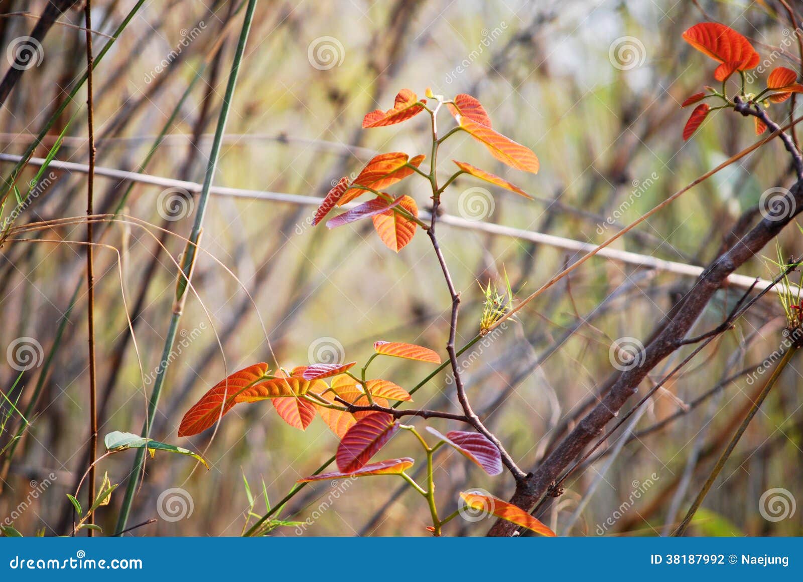 Authumn leaves stock photo. Image of forest, november - 38187992