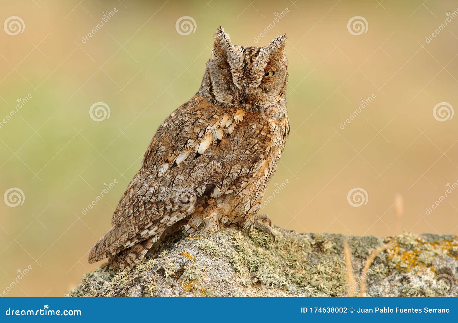 Autillo stock photo. Image of goshawk, eagles, griffon - 174638002