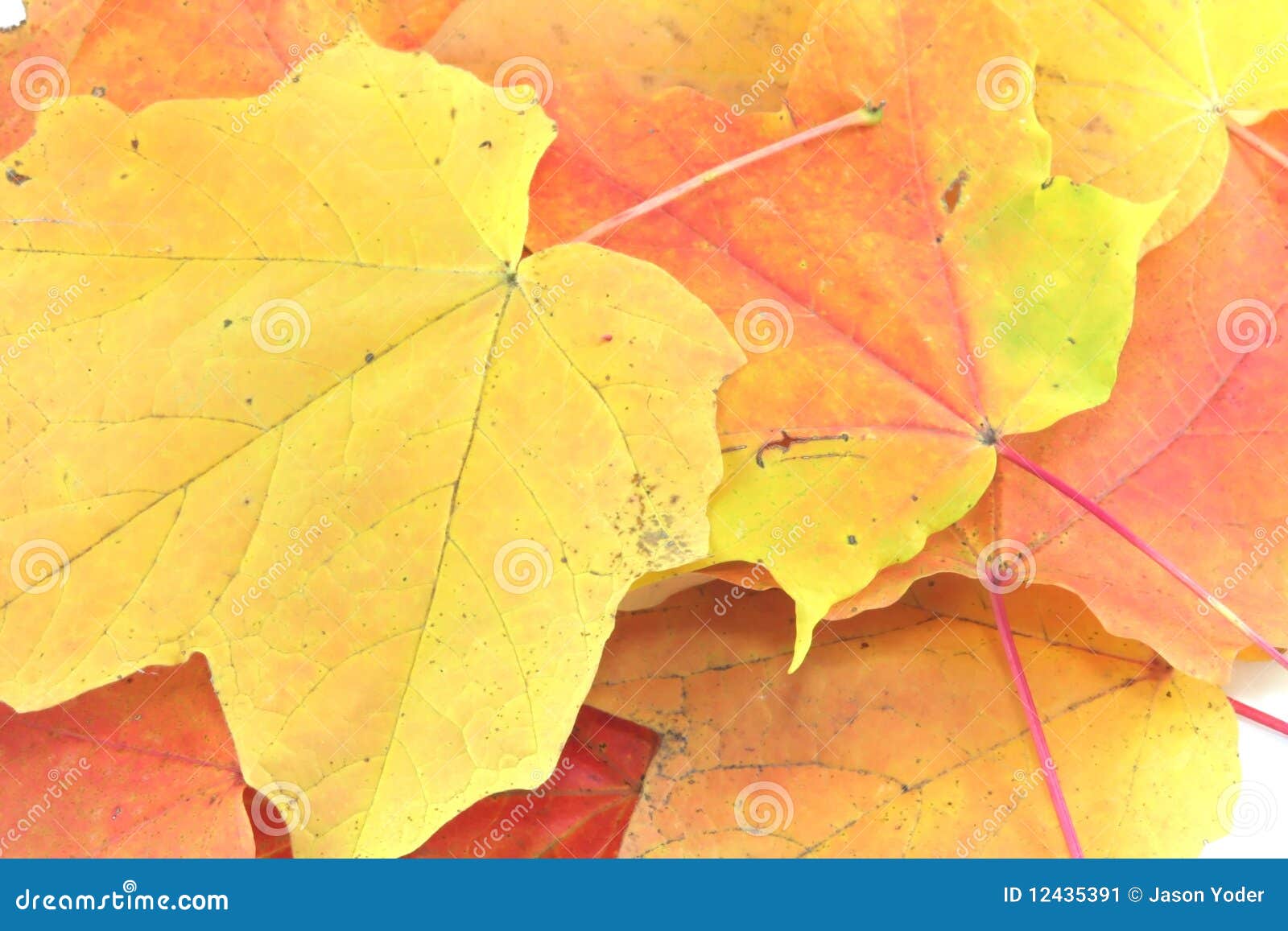 Autimn Leaves stock image. Image of autumn, seasonal - 12435391