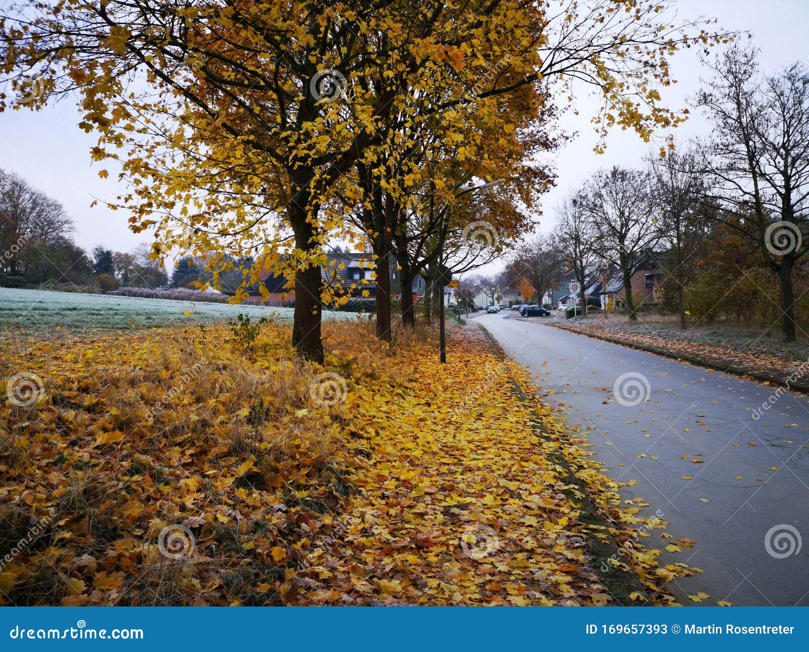 Autm stock image. Image of windy, autm, trees, colour - 169657393