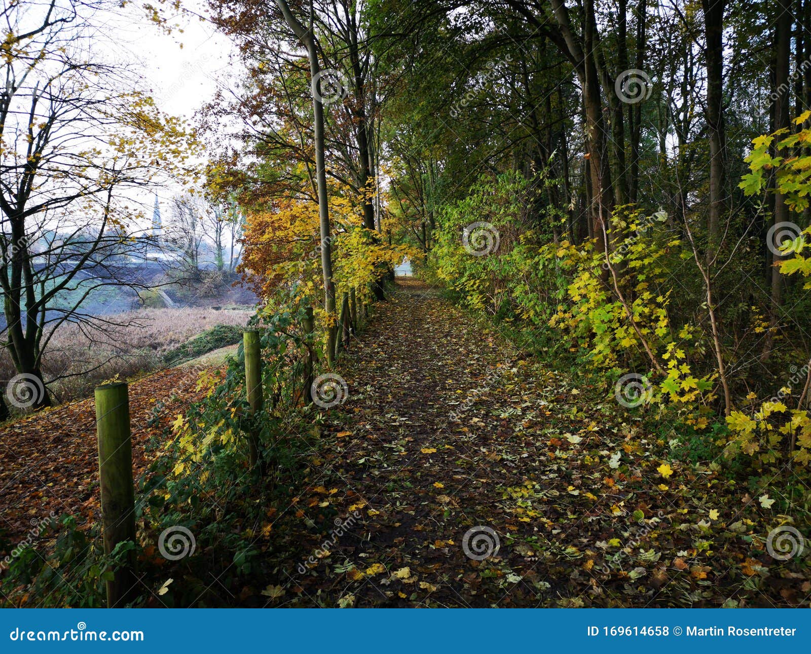 Autm stock photo. Image of lonely, autm, beautiful, trees - 169614658