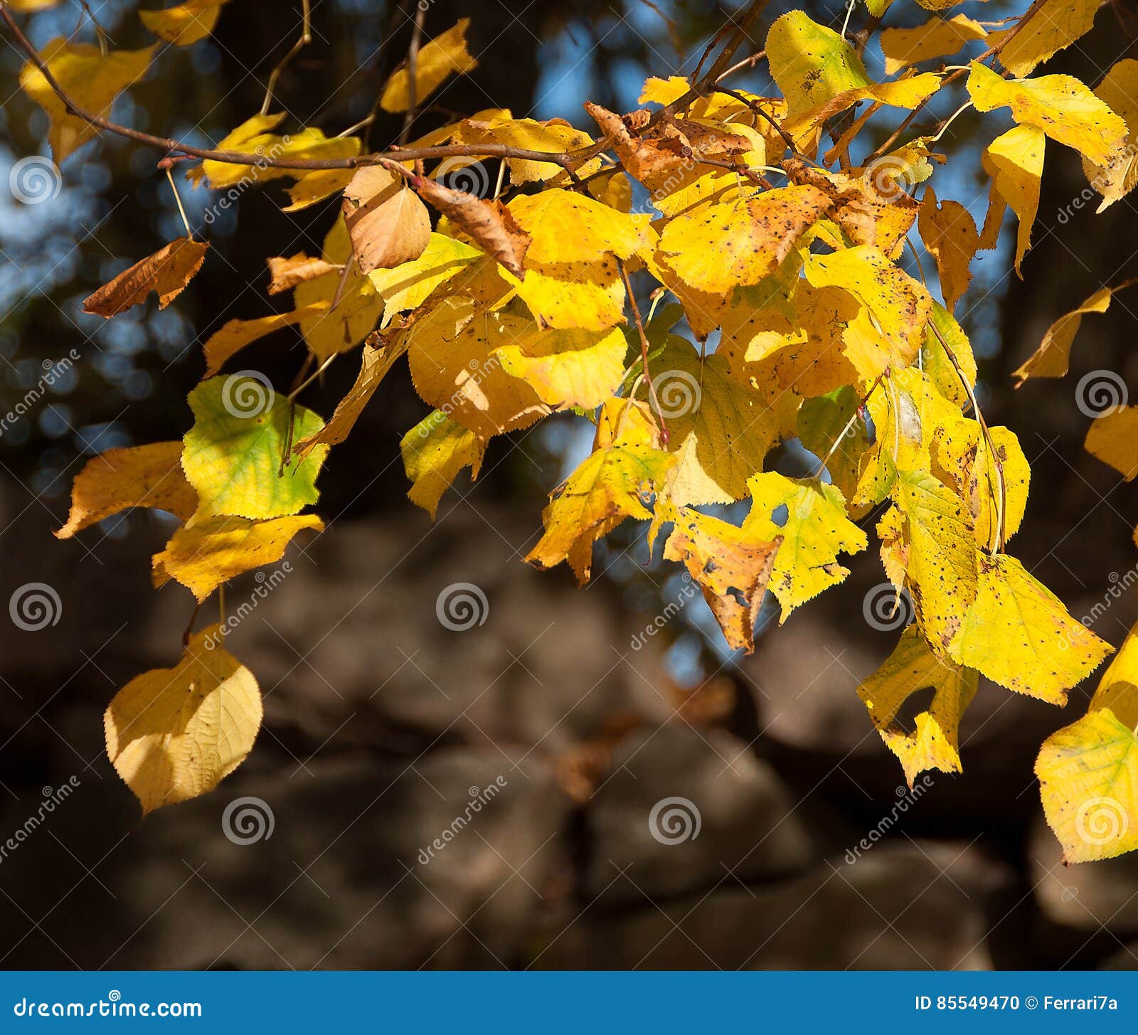 Autmn叶子 库存照片. 图片 包括有 本质, 叶子, 结构树, 季节, 颜色, 秋天, 自治权, 丹麦 - 85549470