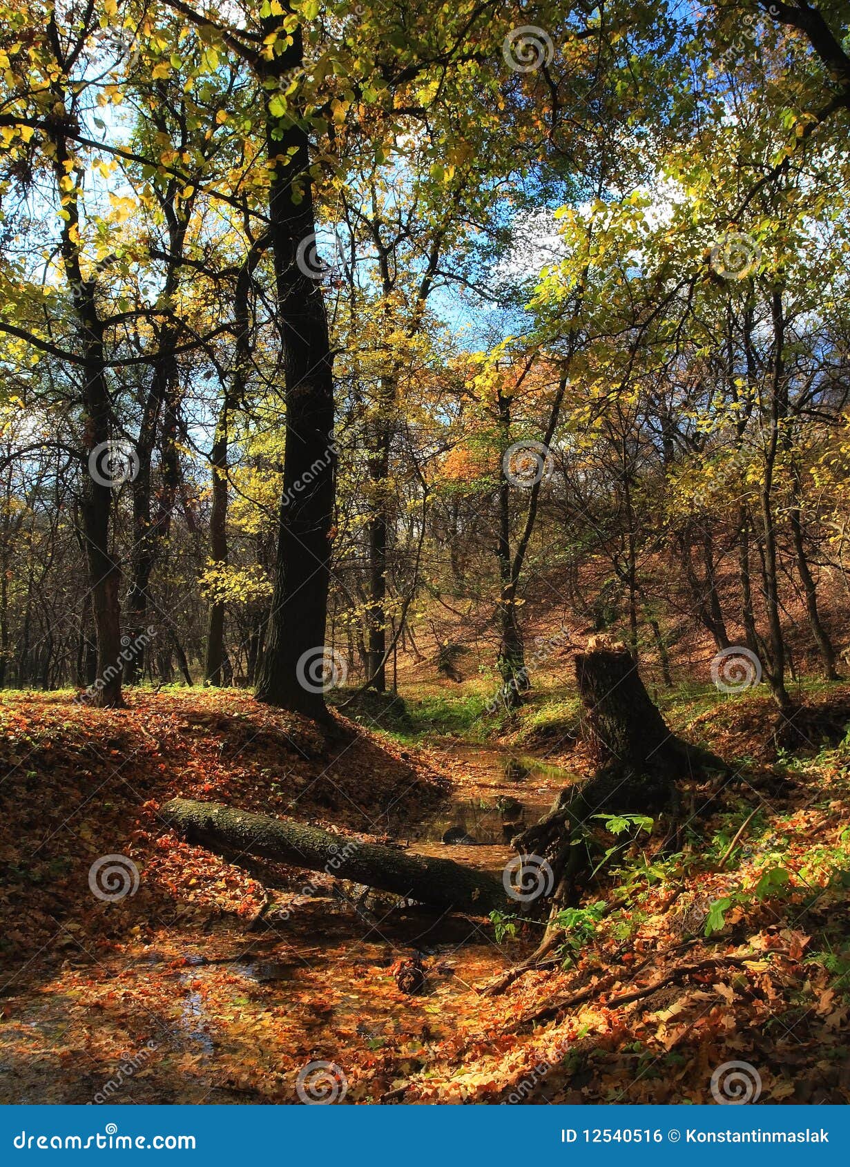 Autmn forest stock photo. Image of shiny, branch, light - 12540516