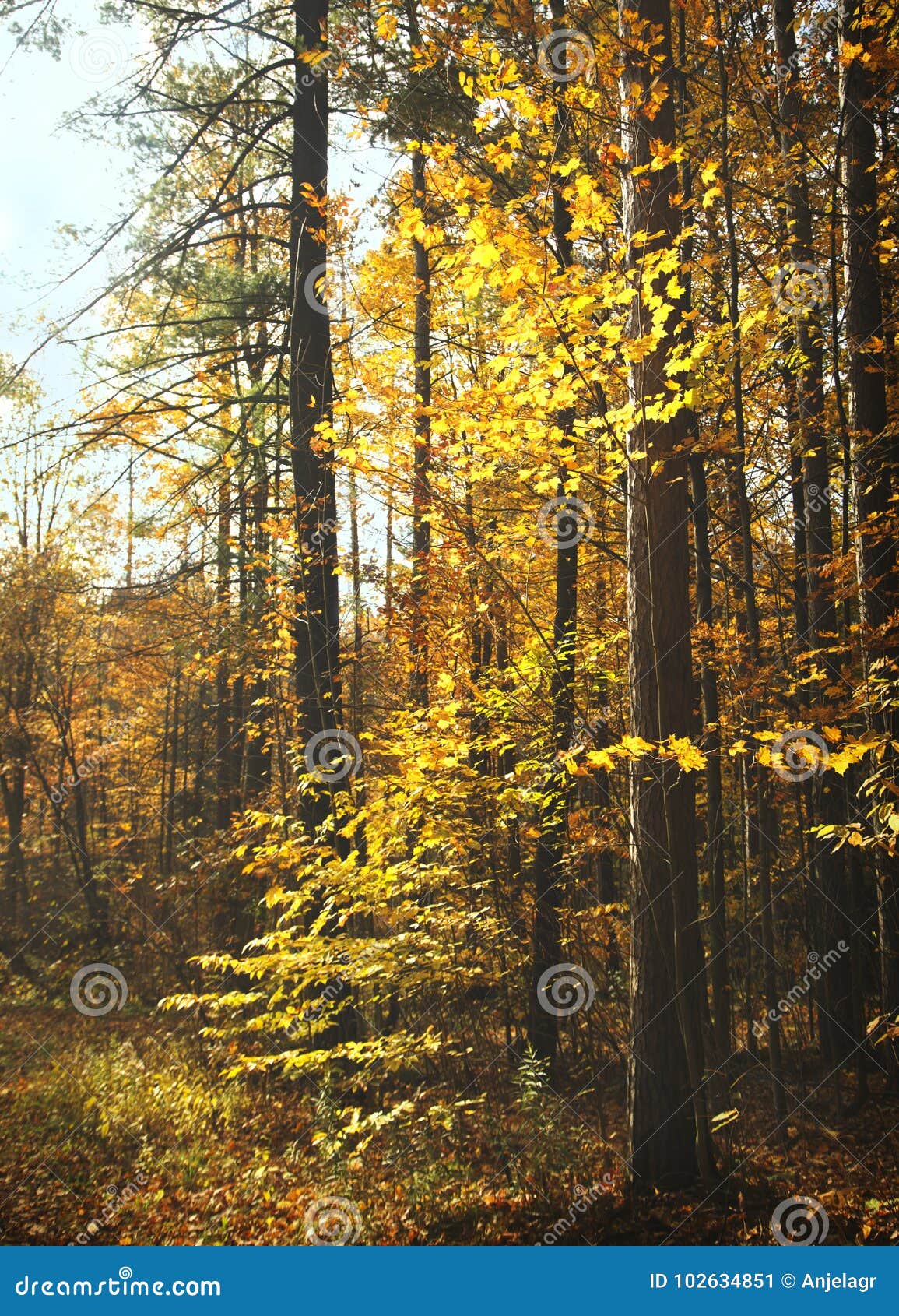 Autmn Forest stock image. Image of light, leaves, orange - 102634851