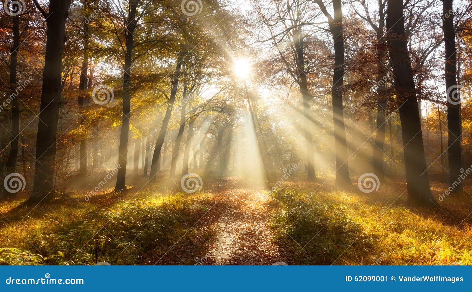 Autmn forest sun stock image. Image of nature, natural - 62099001