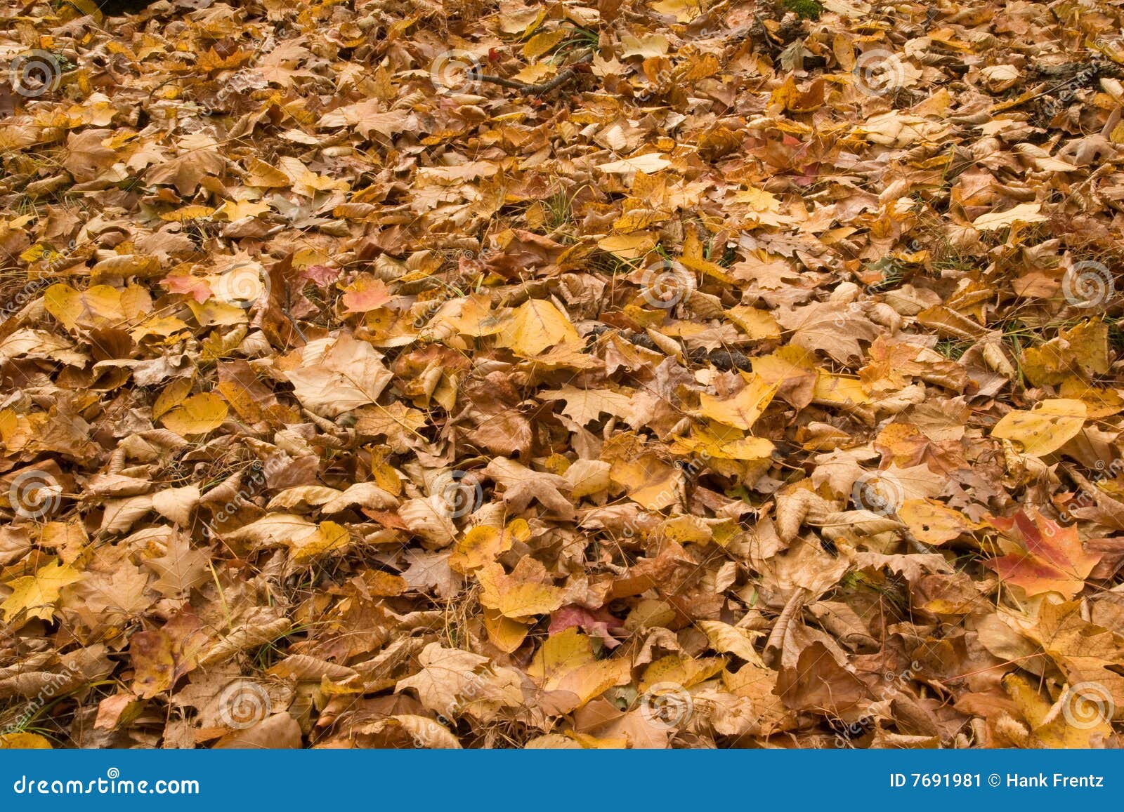 Autmn leaves stock image. Image of beauty, peace, foliage - 7691981