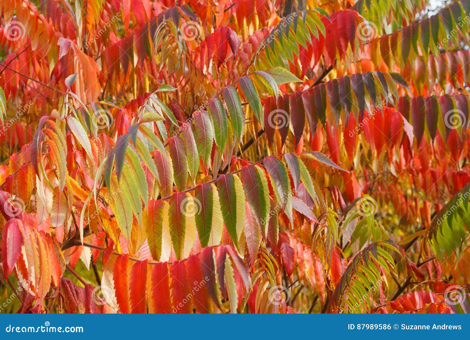 Autmn Leaves stock photo. Image of bright, park, fall - 87989586