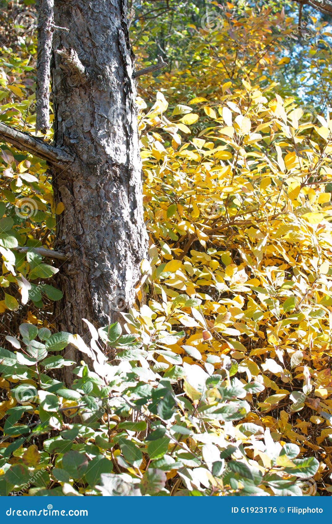 Autmn leaves stock photo. Image of bench, branch, autumn - 61923176