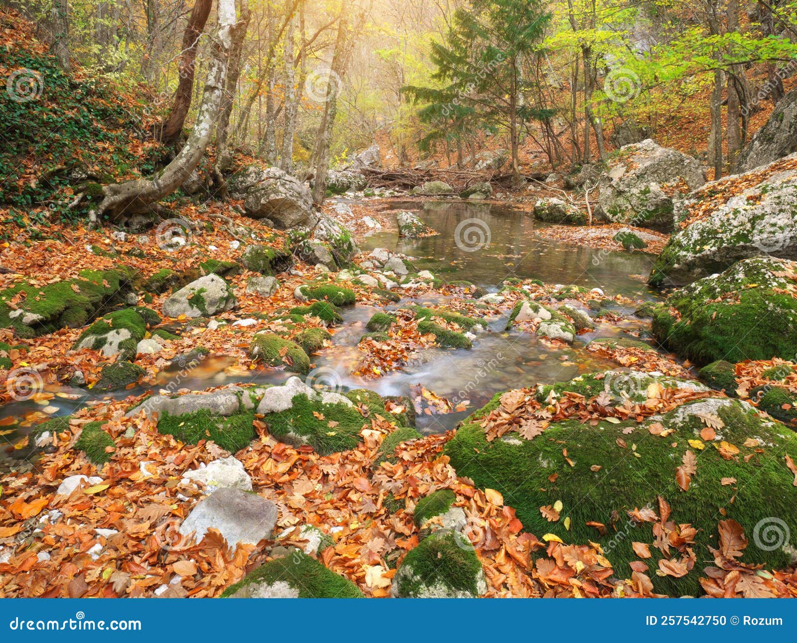 Autmn rill flow stock photo. Image of leaves, ground - 257542750