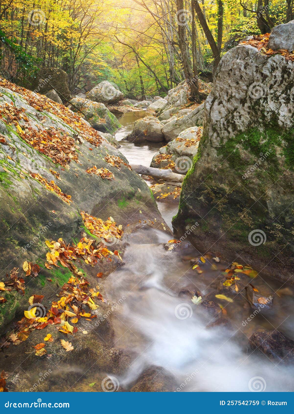 Autmn rill flow stock image. Image of moss, freshness - 257542759