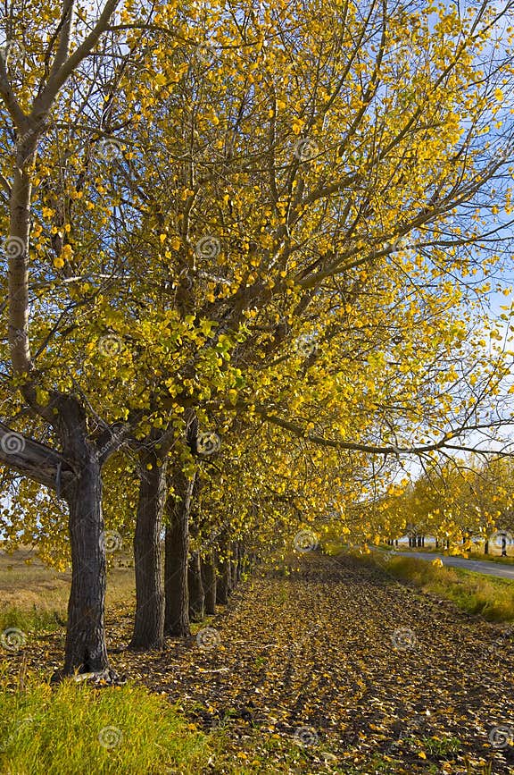 Autmun Scene stock image. Image of empty, leaf, line - 23316741