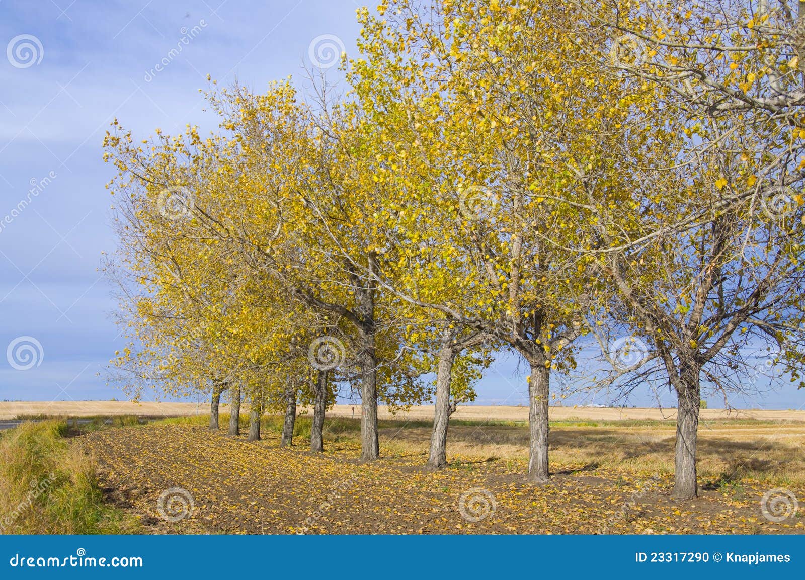 Autmun Scene stock photo. Image of background, canada - 23317290