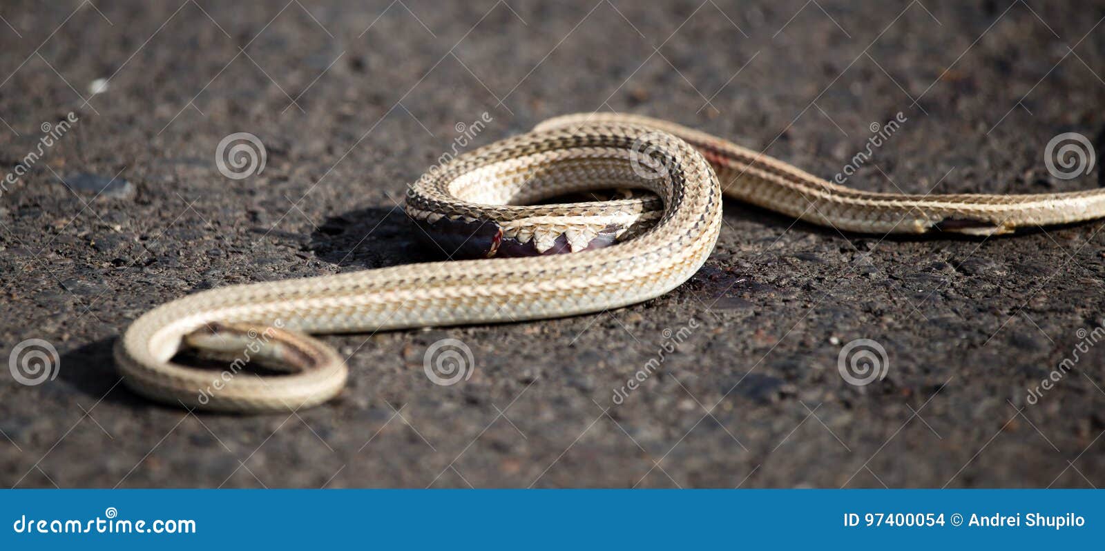 Auto Crippled a Snake on the Road Stock Photo - Image of city, animal ...