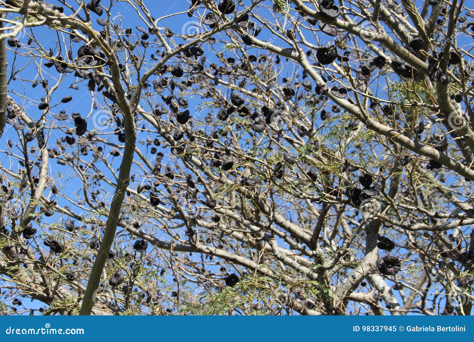 Autochthonous tree stock image. Image of beautiful, nature - 98337945