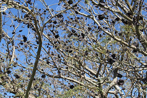 Autochthonous tree stock image. Image of beautiful, nature - 98337945