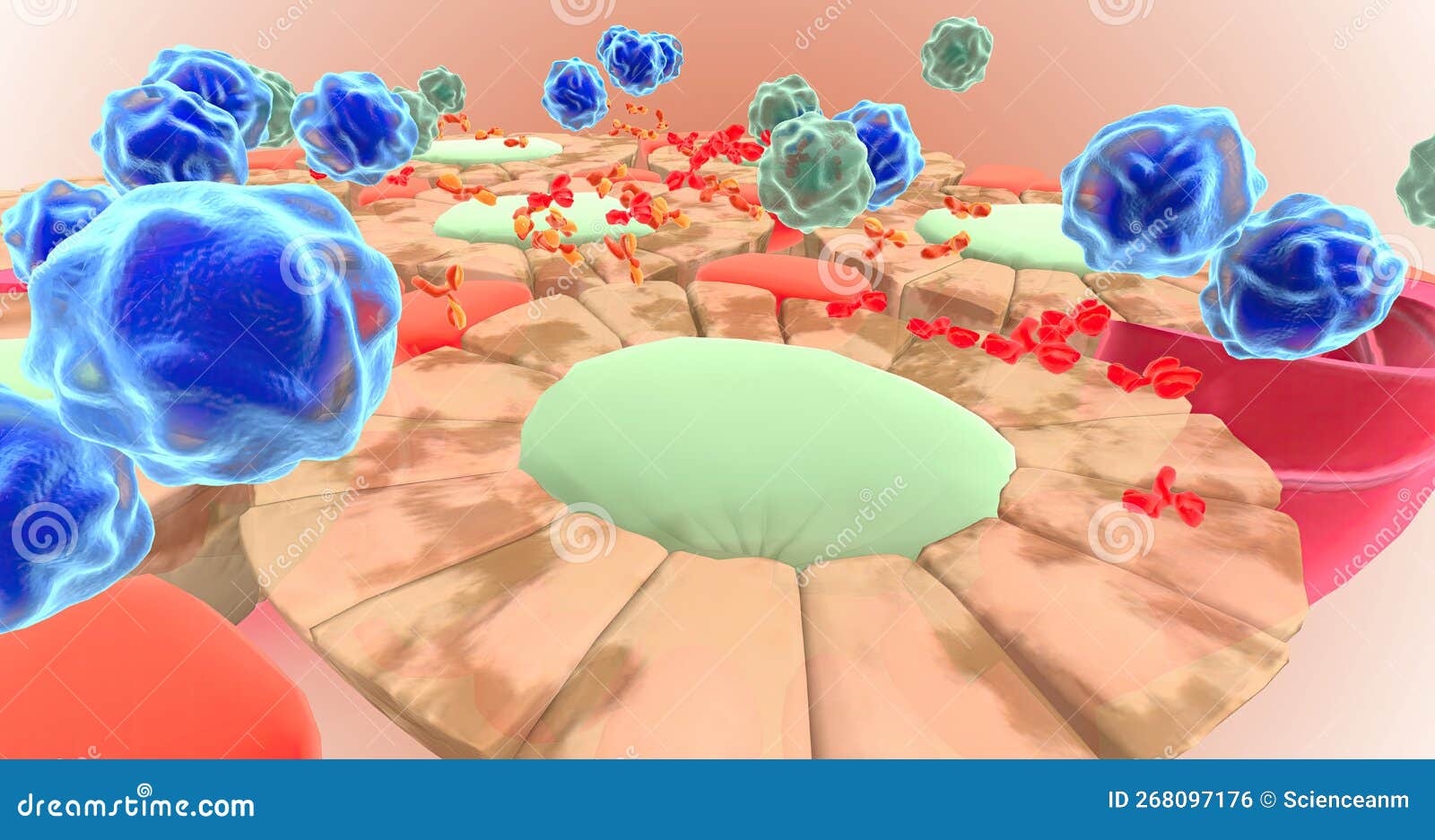 The Autoimmune Attack on Thyroid Cells Stock Illustration ...