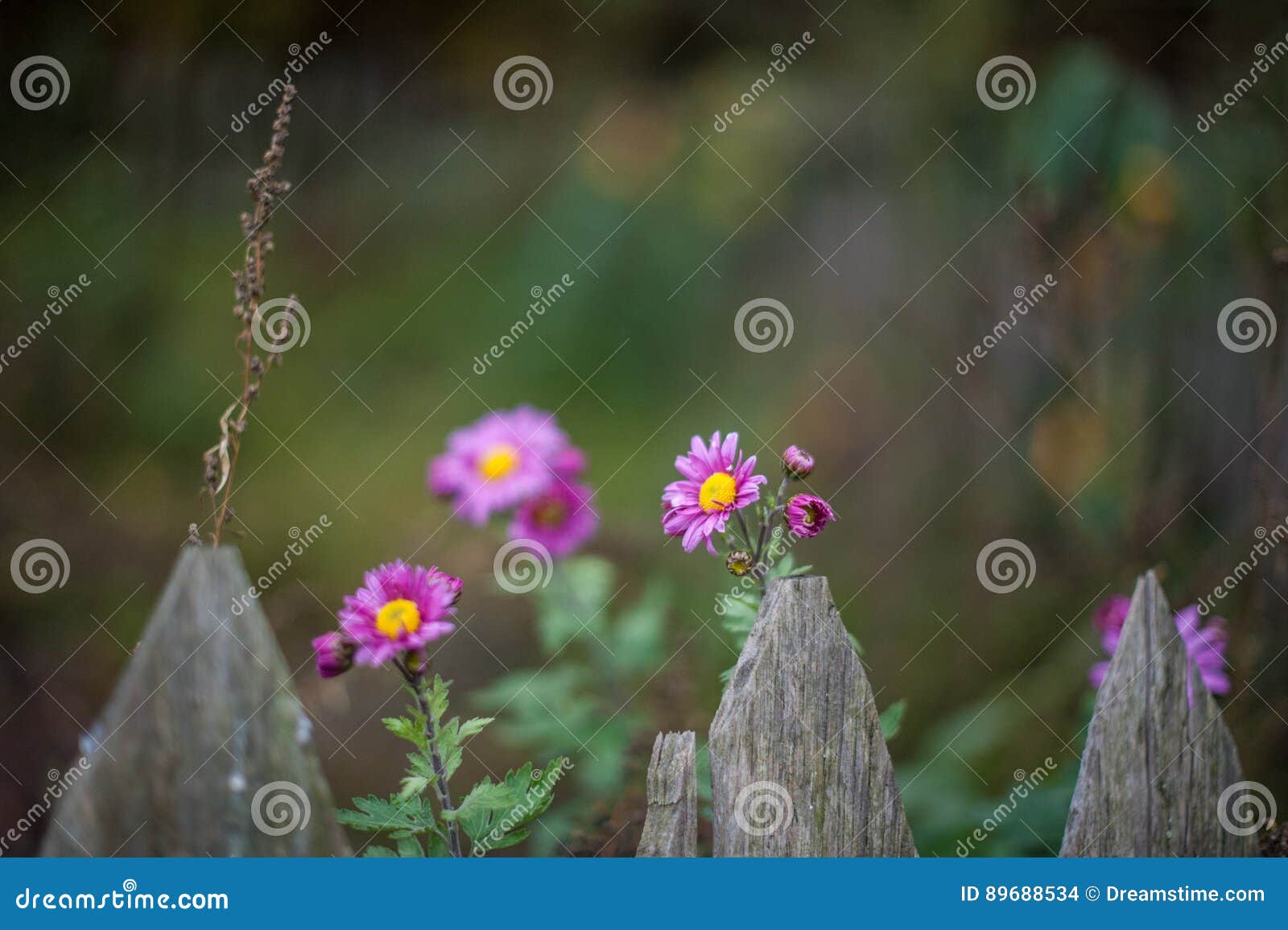 Autom Flower stock photo. Image of flower, mountain, autom - 89688534