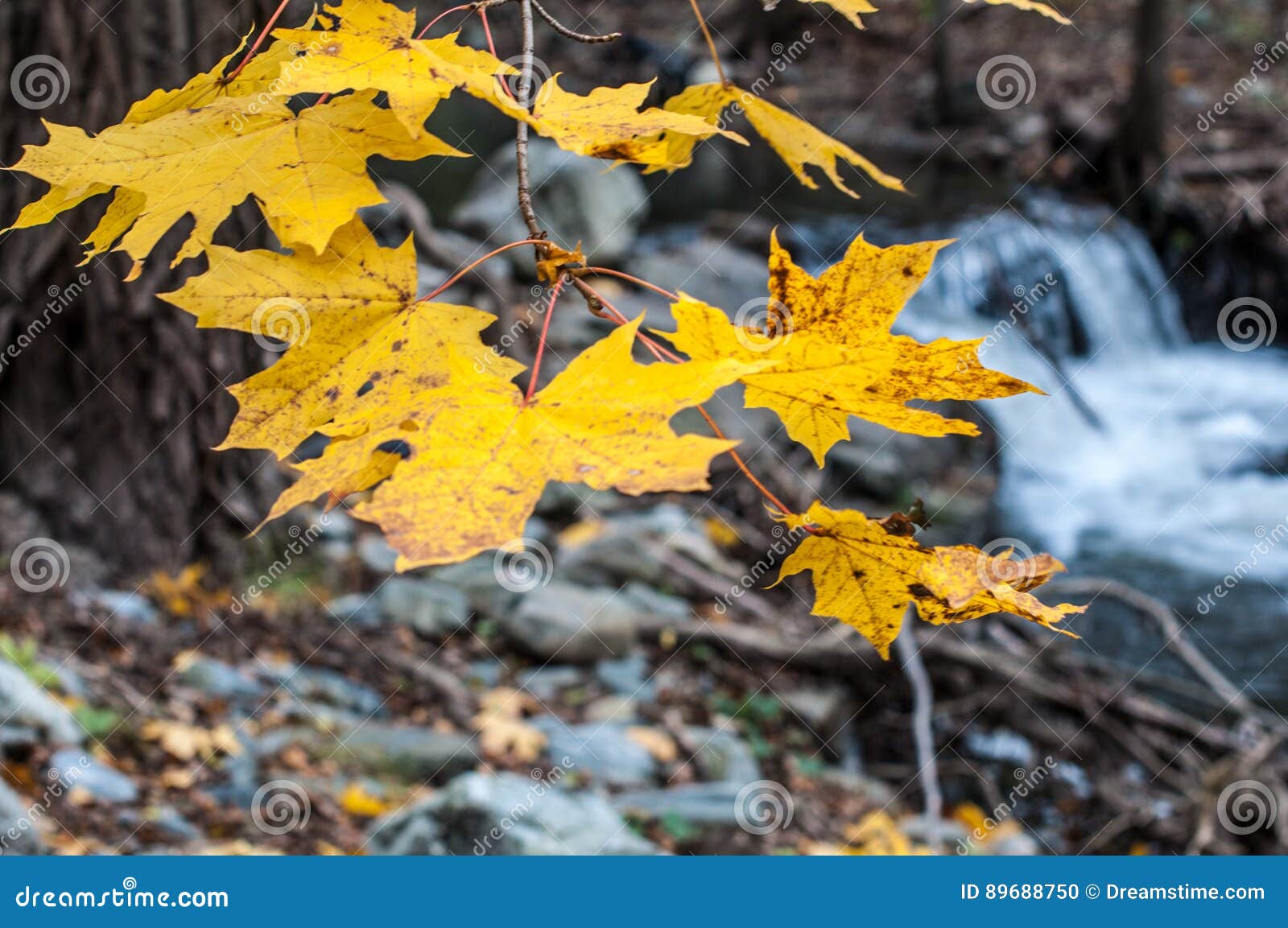 Autom leaf stock photo. Image of lake, bread, fthis, bigar - 89688750