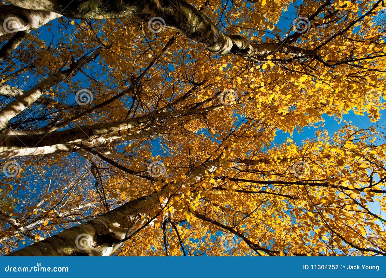 Autom leaves stock photo. Image of calm, park, gold, colour - 11304752