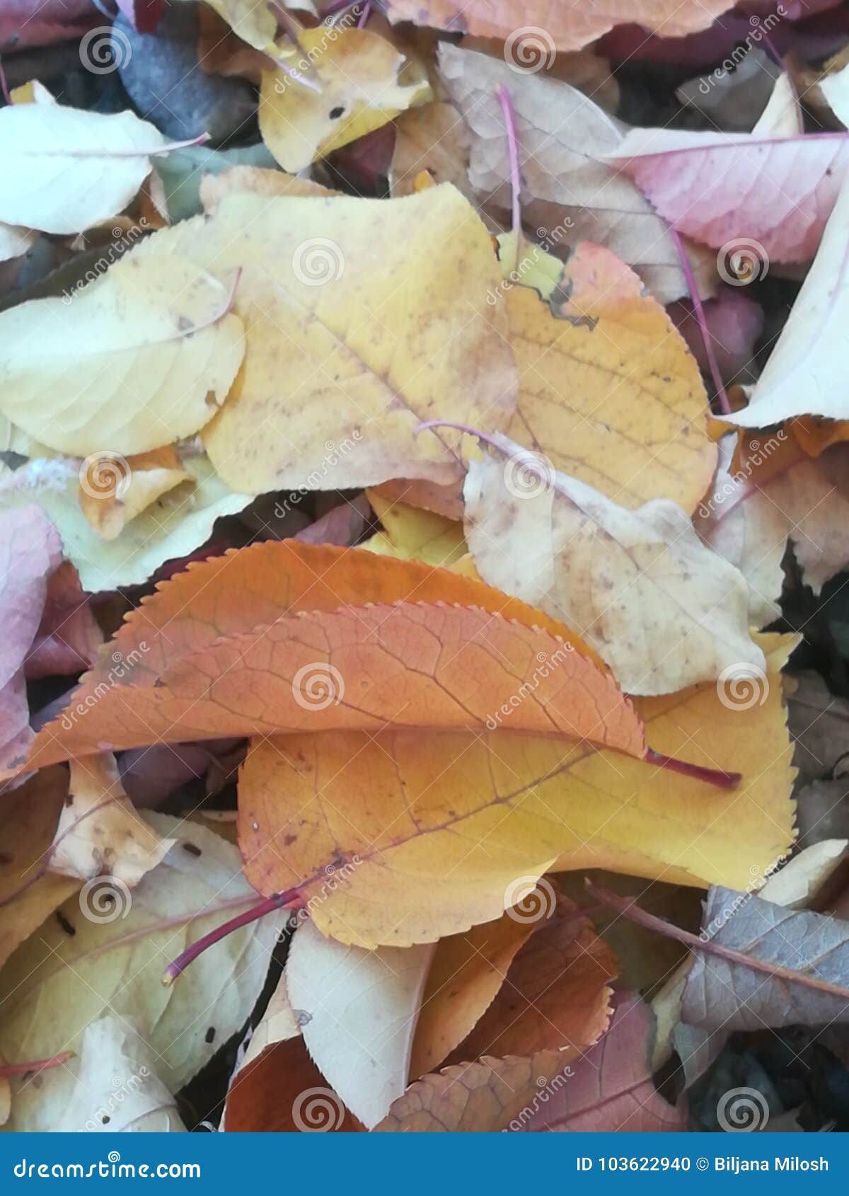 Autom leaves stock photo. Image of autom, ground, lives - 103622940