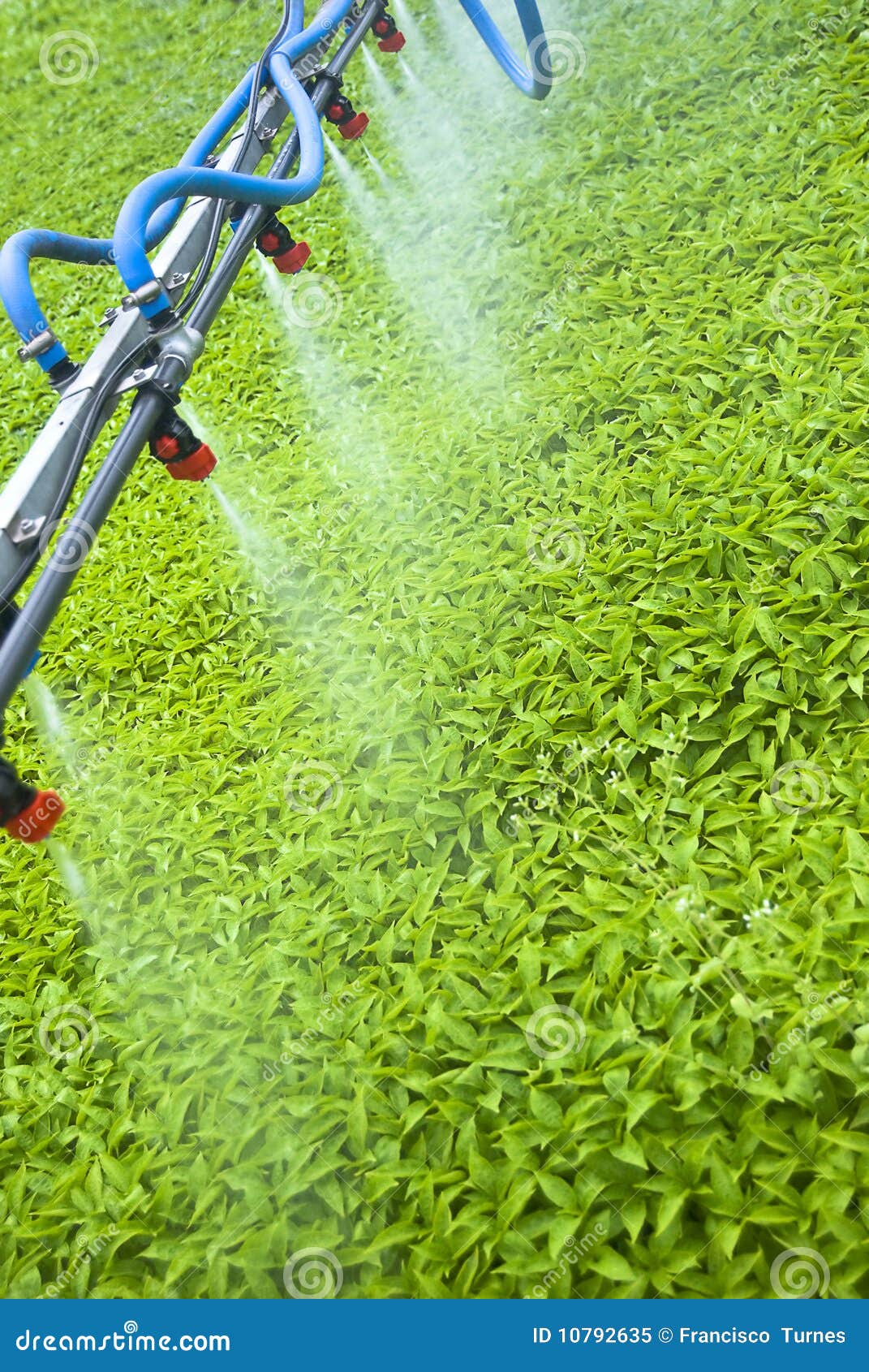 Automated Boom Waterer in a Greenhouse Stock Image - Image of annual ...