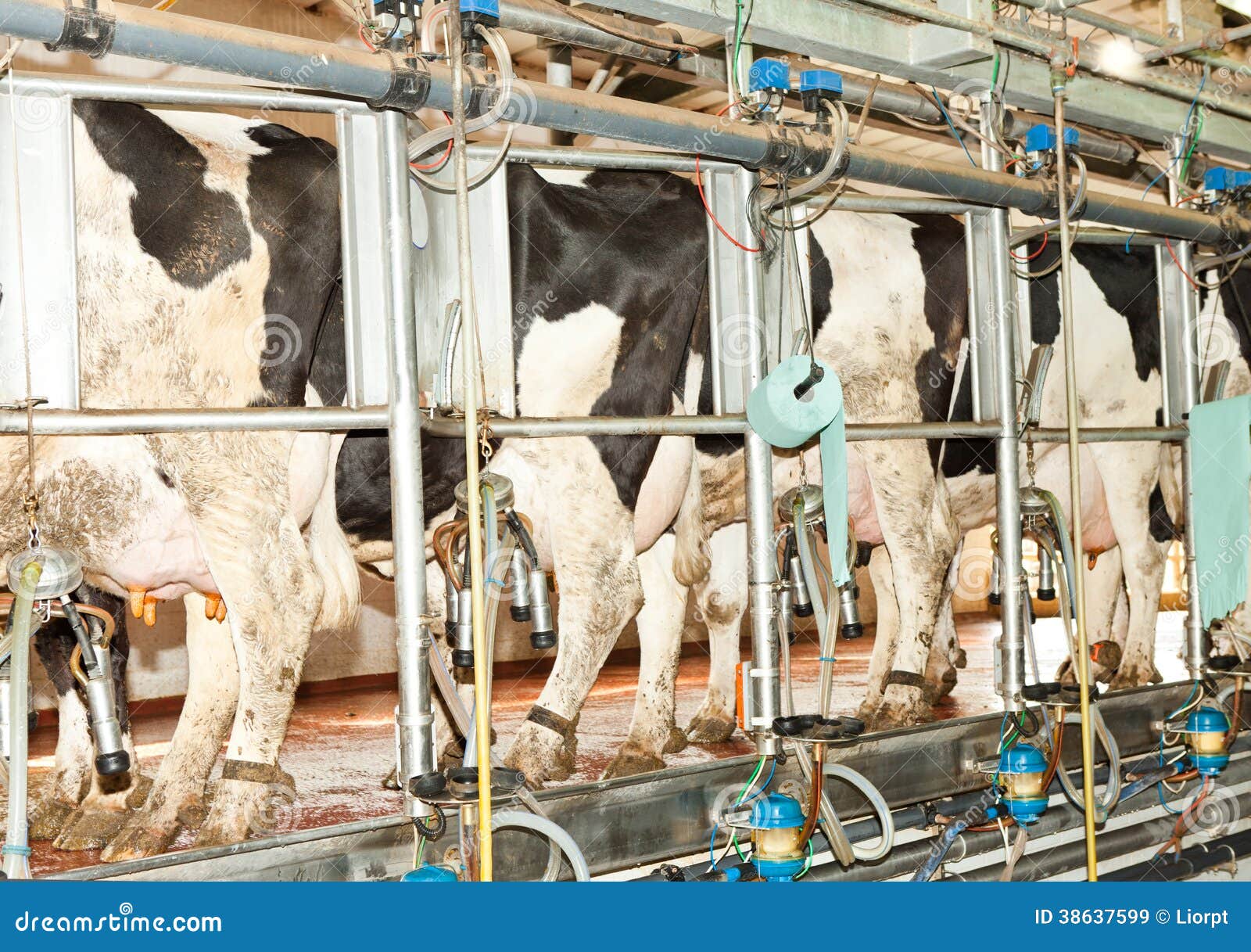 Automated cow milking stock image. Image of black, automatic - 38637599