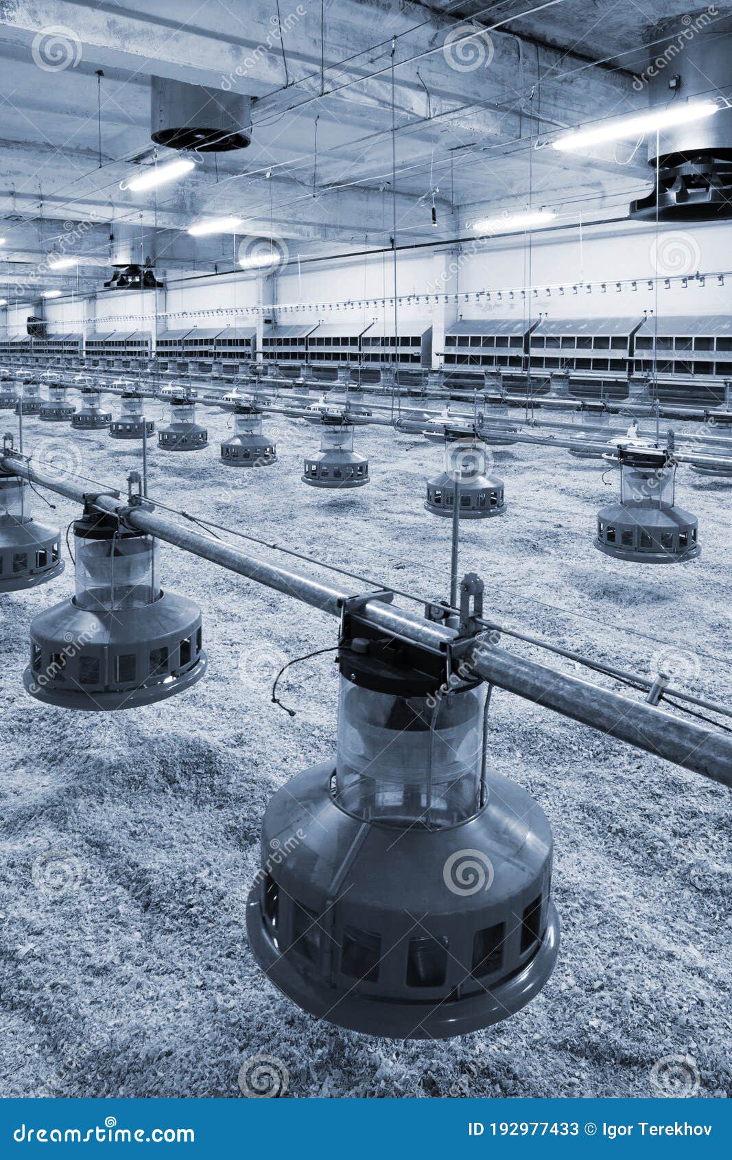 Automated Integrated Poultry Farm Stock Image - Image of computerized ...