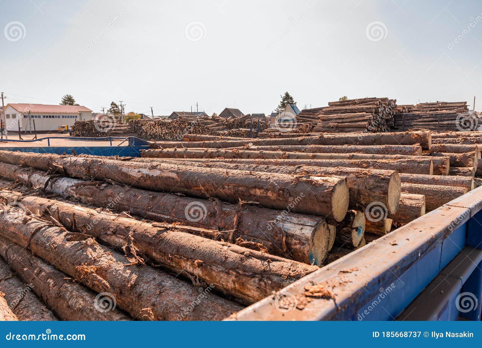 Round Timber Logs Preparation Sorting Processing at Sawmill. Wheel ...