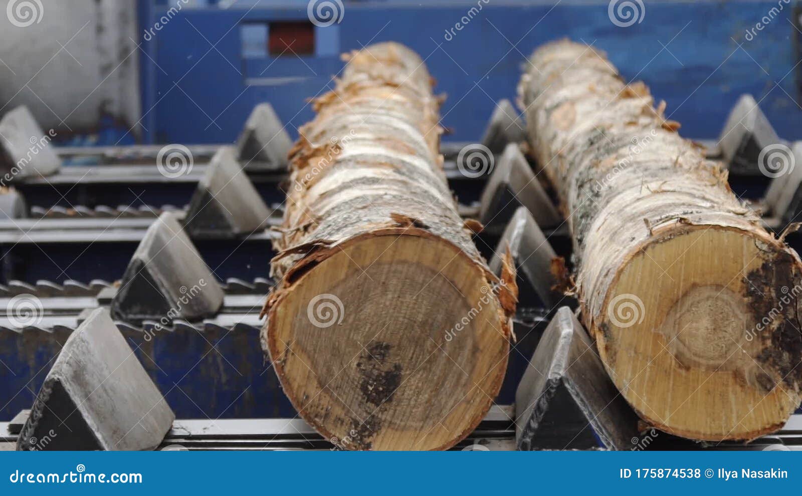 Automated Log Sorting Line. Wheel Loader and Automatic Sorting Logs ...