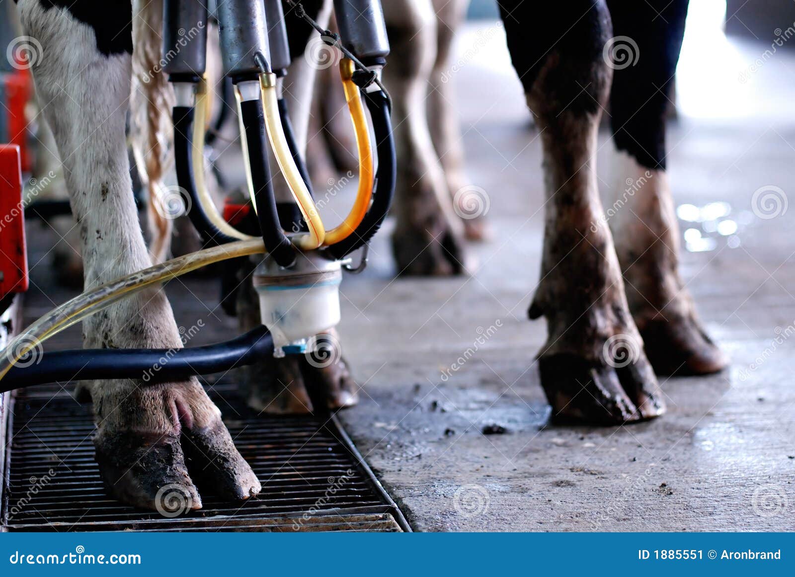 Automated Cow Milking Facility Equipment At Cattle Dairy Farm Royalty ...