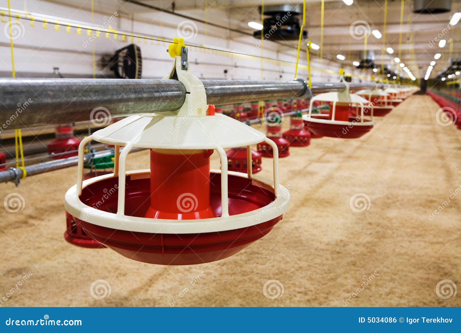Automated poultry farm stock photo. Image of indoors, computerized ...