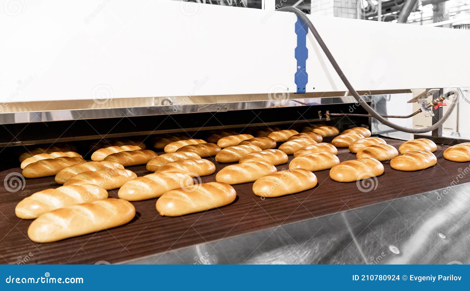 Automated Production Line Bakery Fresh Hot Baked Breads Stock Photo ...