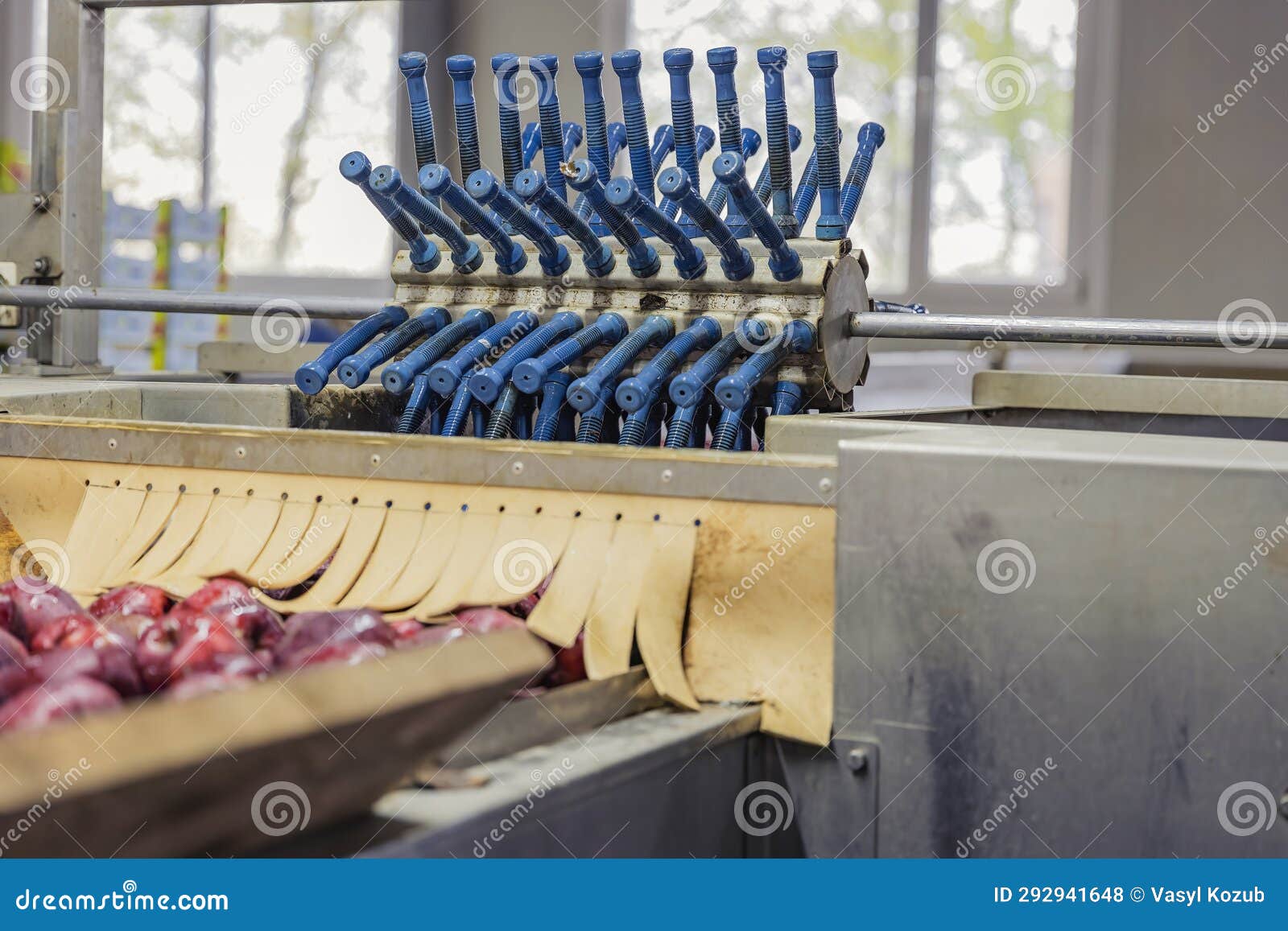 Automatic Apple Picking Line Stock Photo - Image of interior, produce ...