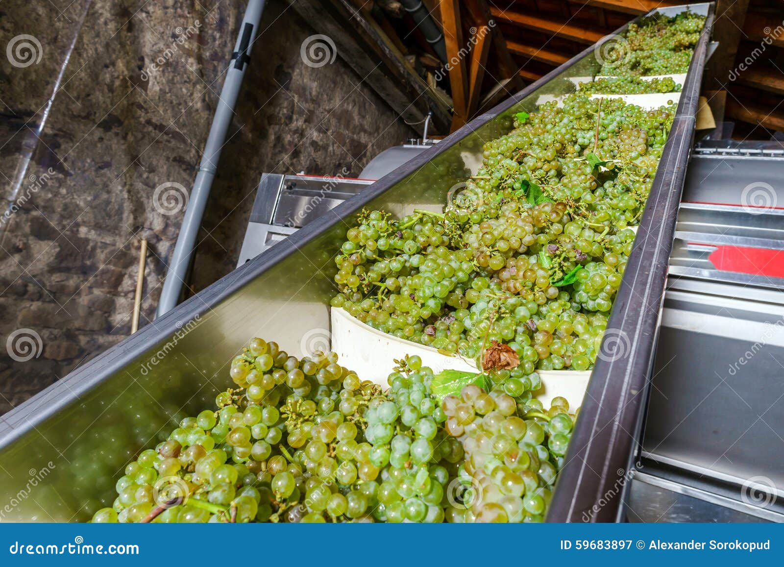 Automatic Conveyor for Grape Bunches into the Press Stock Image - Image ...
