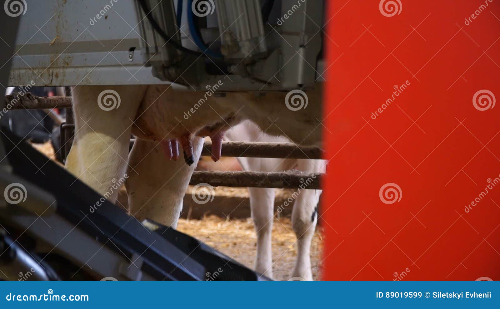 Automatic Device for Milking Cows by Laser Processes the Udder Stock ...