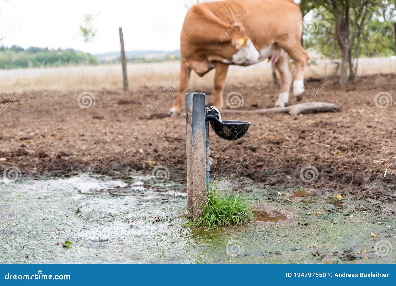 Automatic Drinking Trough in Deep Mud on Cow Pasture Stock Photo ...