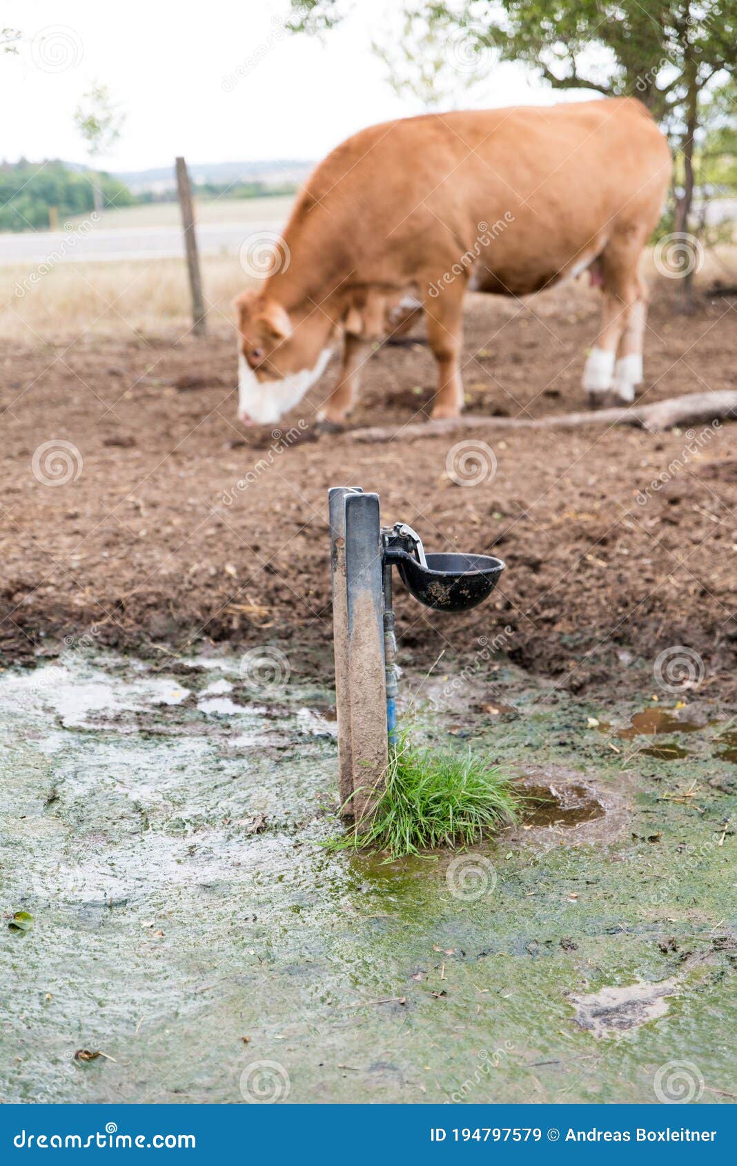 Automatic Drinking Trough in Deep Mud on Cow Pasture Stock Image ...