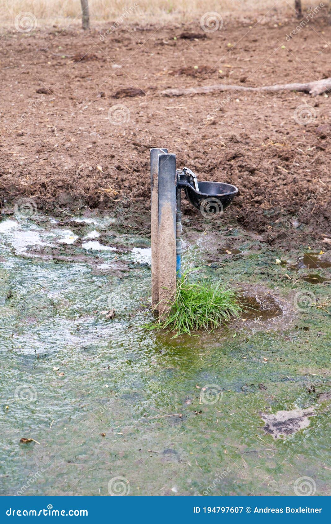 Automatic Drinking Trough in Deep Mud on Cow Pasture Stock Image ...