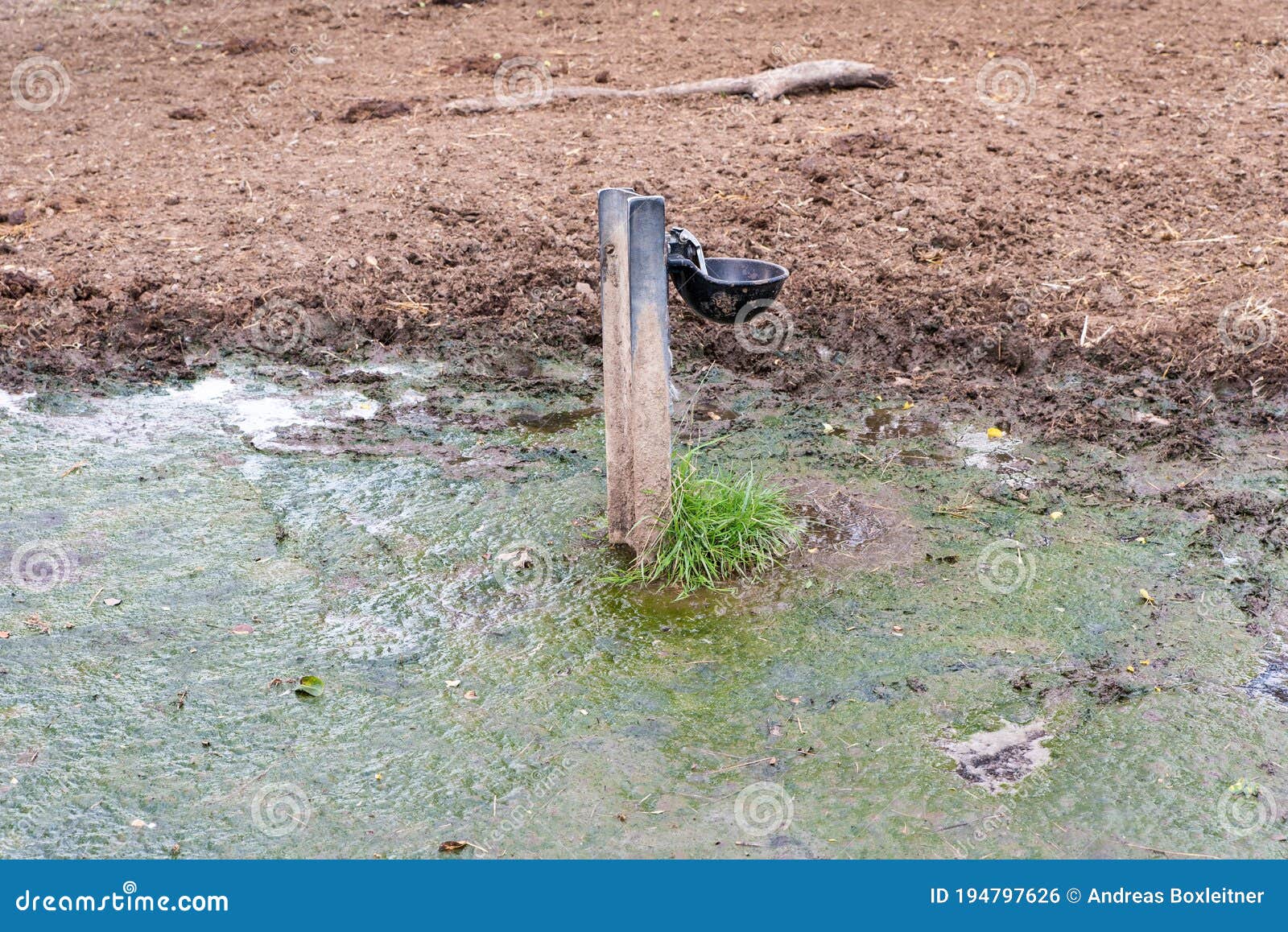 Automatic Drinking Trough in Deep Mud on Cow Pasture Stock Photo ...