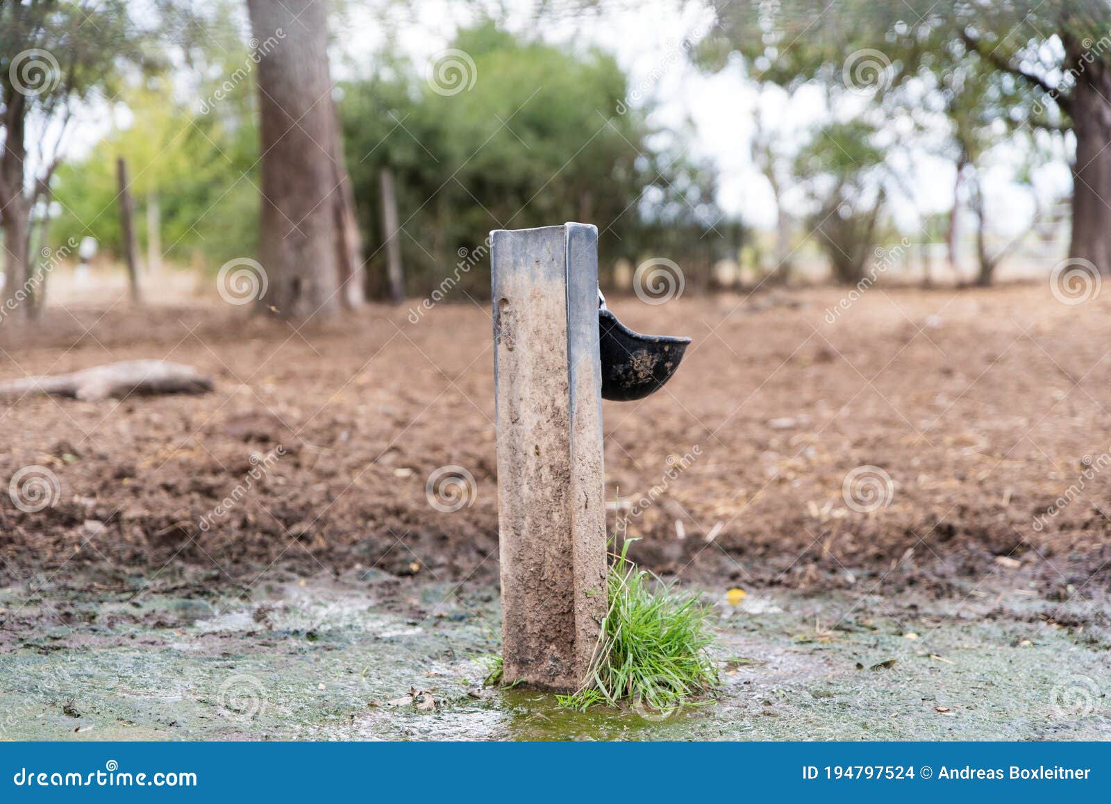 Automatic Drinking Trough in Deep Mud on Cow Pasture Stock Photo ...
