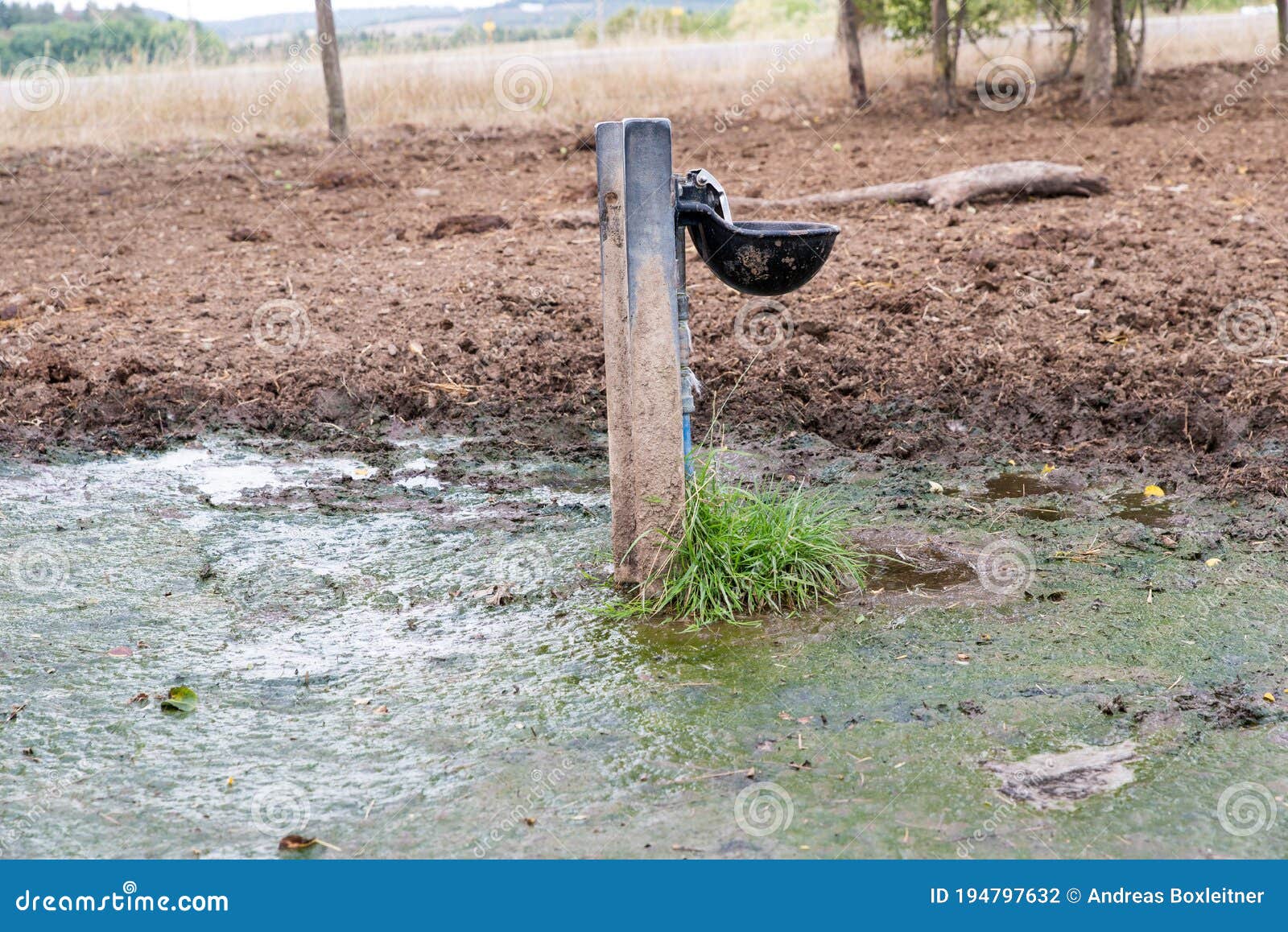 Automatic Drinking Trough in Deep Mud on Cow Pasture Stock Photo ...