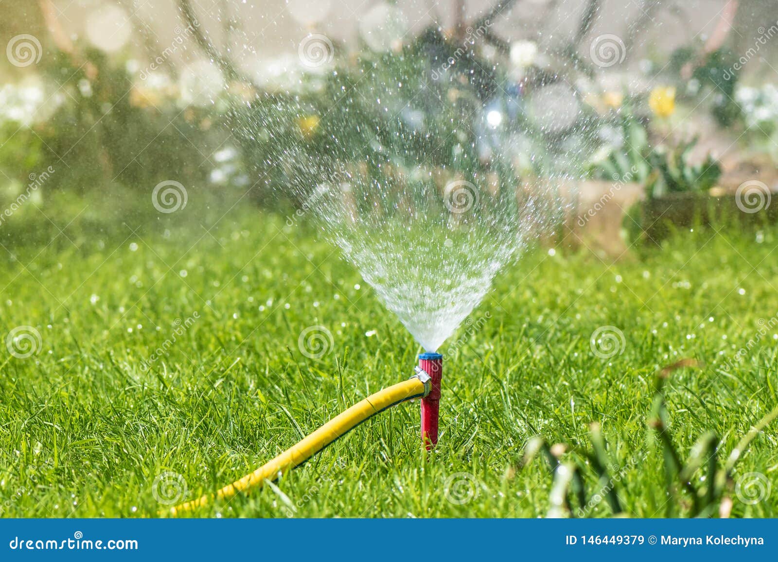 Automatic Garden Lawn Sprinkler in Action Watering Grass Stock Image ...