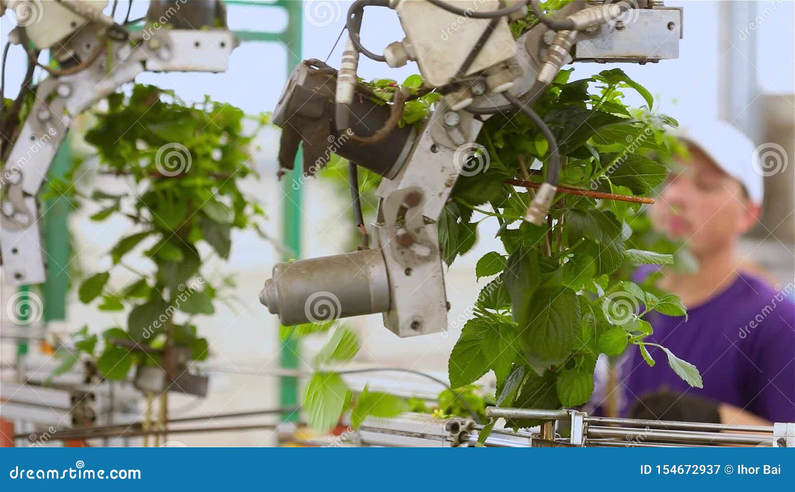 Automatic Leaf Pruning, Automatic Trimming of Plants before Selling ...