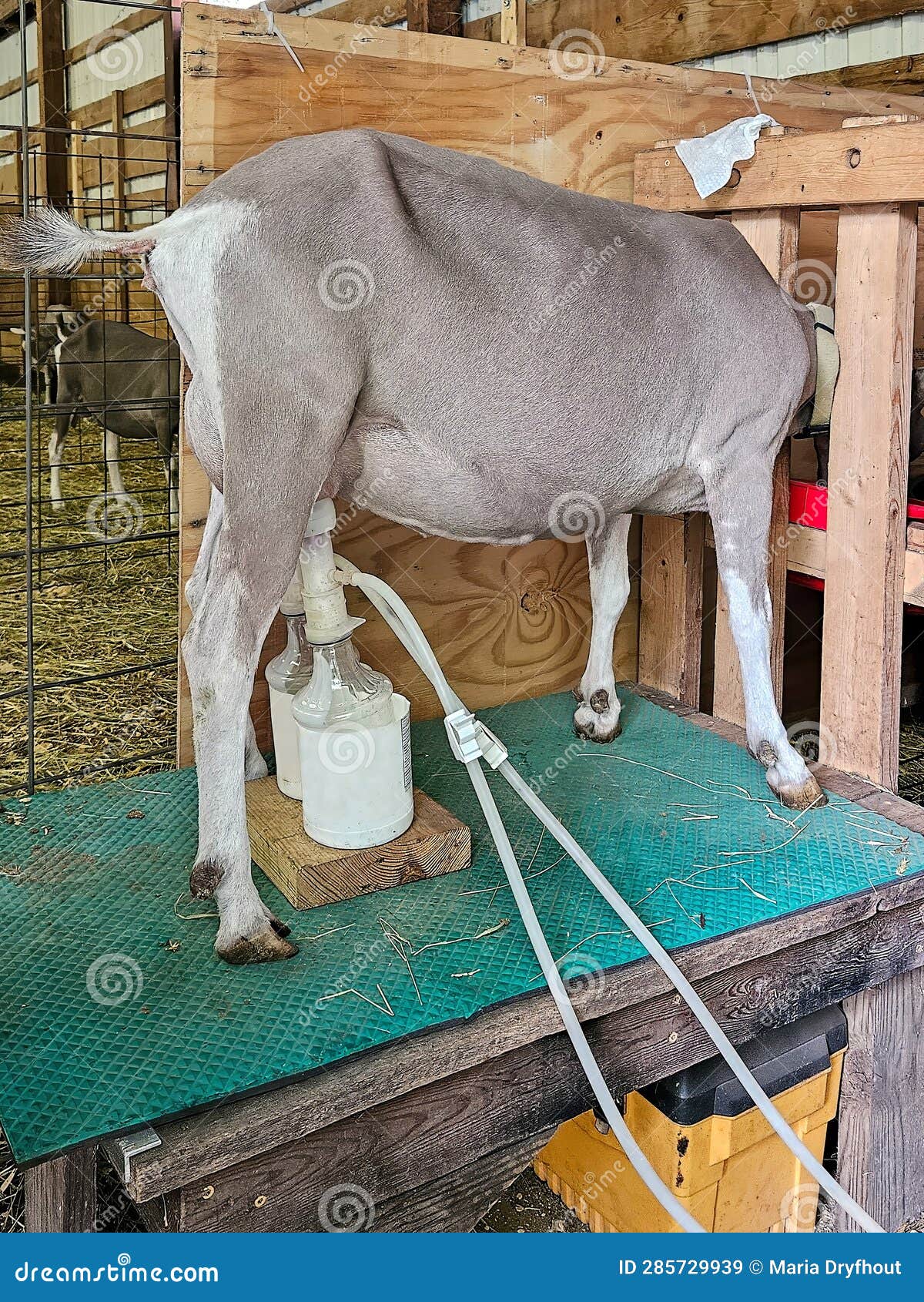 Automatic Milker Milking a Goat Stock Image - Image of eating ...