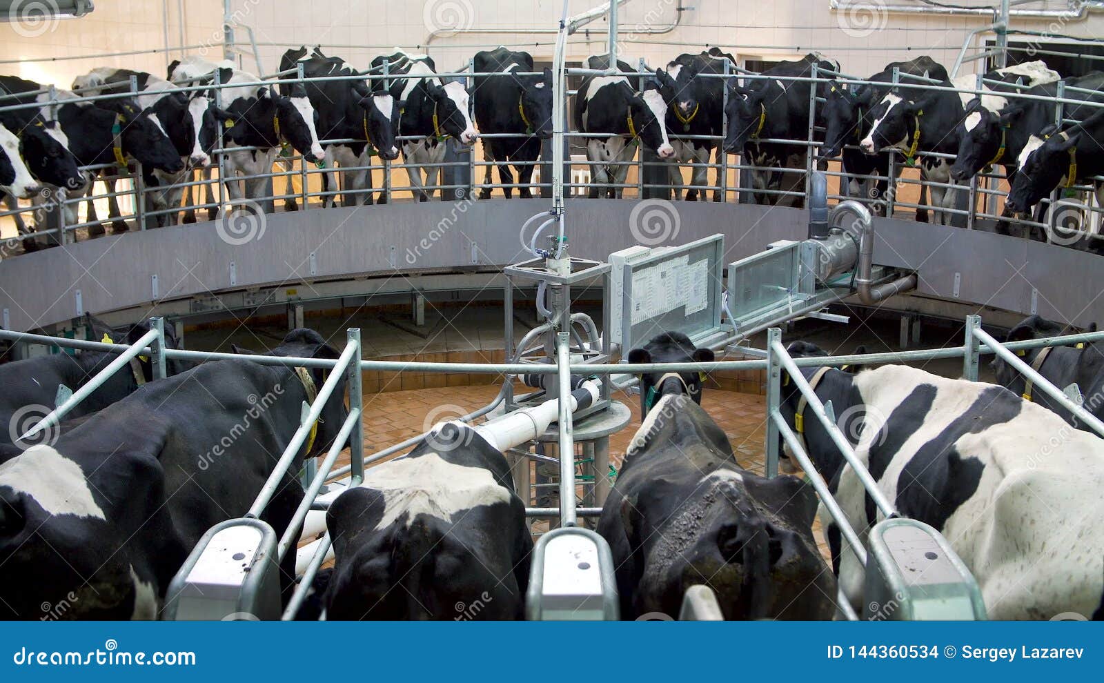 Automatic Milking Carousel System at the Dairy Farm Stock Footage ...