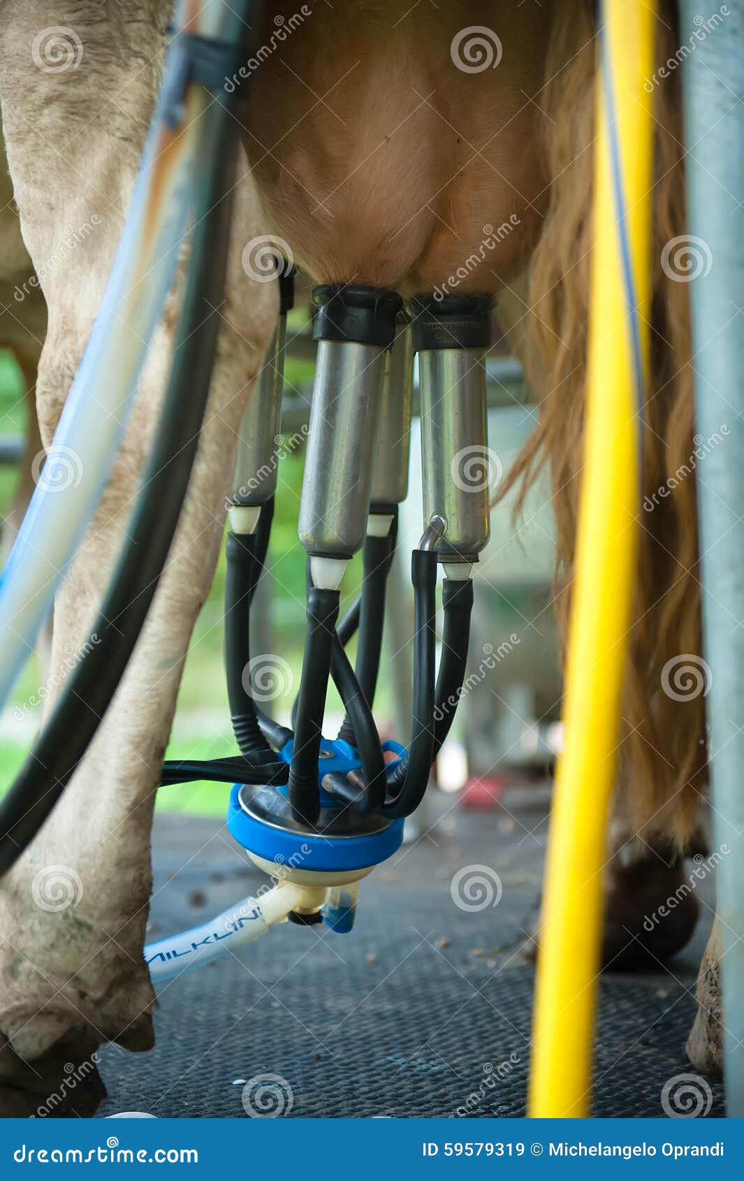 Automatic milking cow stock image. Image of white, machine - 59579319