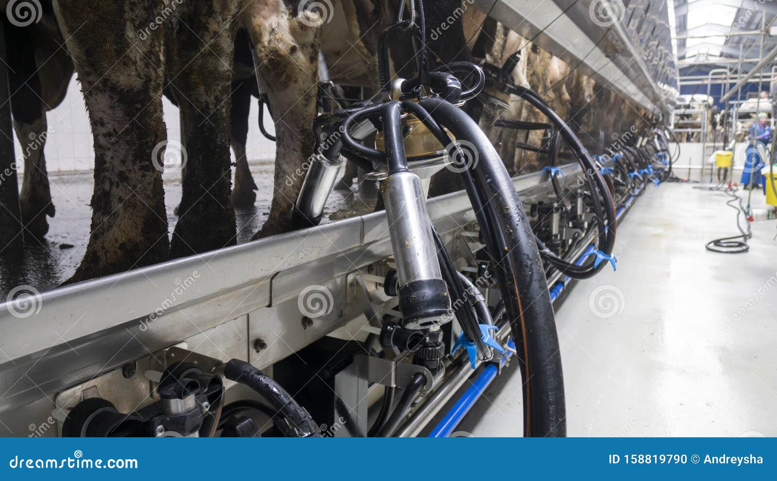 Automatic Milking of Cows on a Cattle Farm Stock Photo - Image of rural ...