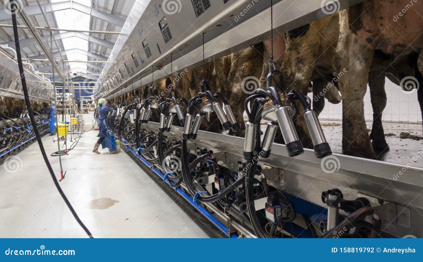 Automatic Milking of Cows on a Cattle Farm Stock Photo - Image of rural ...