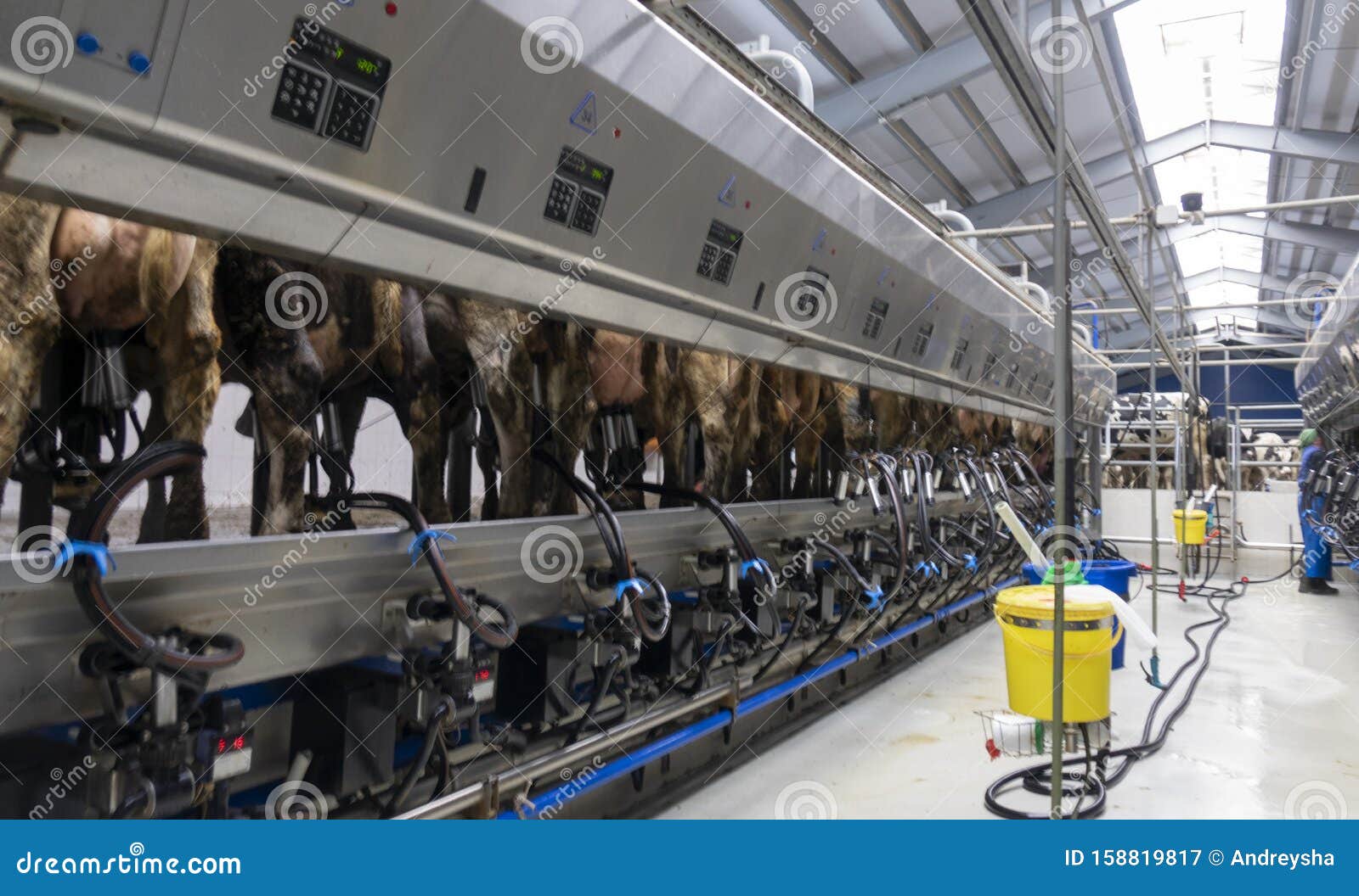 Automatic Milking of Cows on a Cattle Farm Stock Image - Image of bull ...